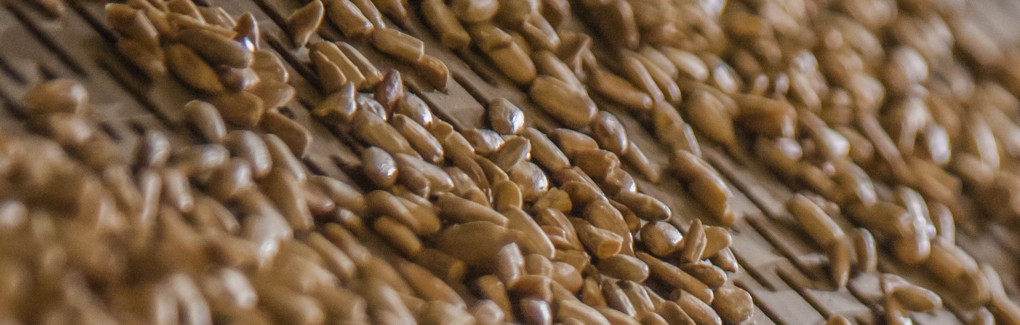 Roasted kernalv3 - Red River Commodities